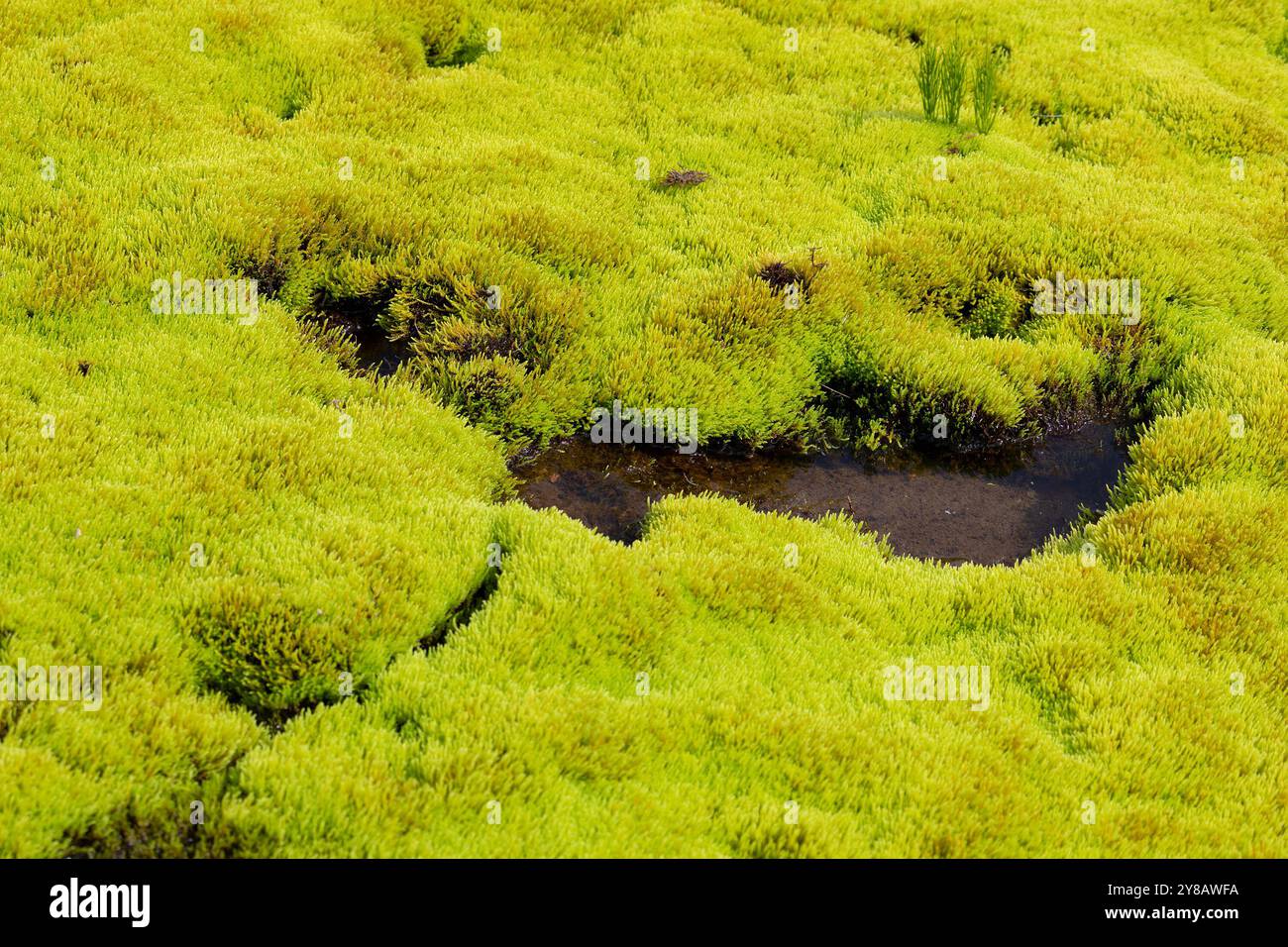 Mossy green swamp close up Stock Photo - Alamy