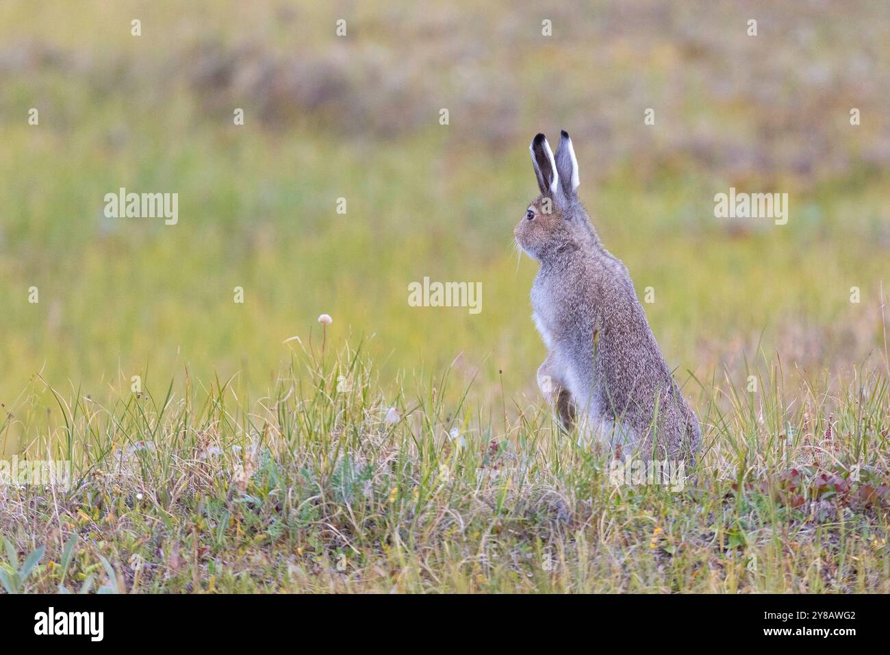 Big hare is sitting among the withered grass Stock Photo - Alamy