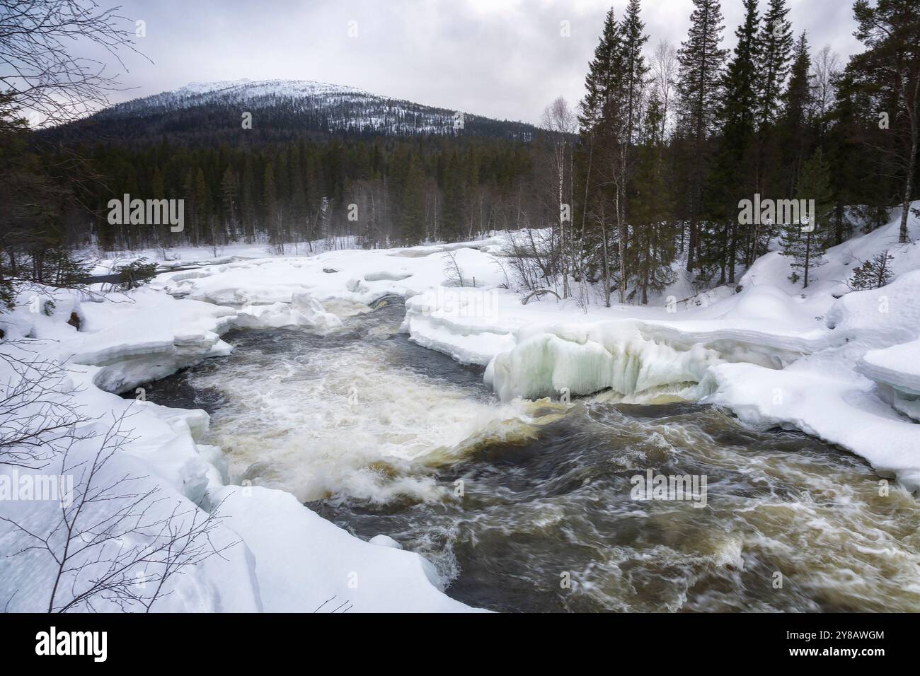 furry animal, marmota camtschatica, body positive, endemic, yakutia ...