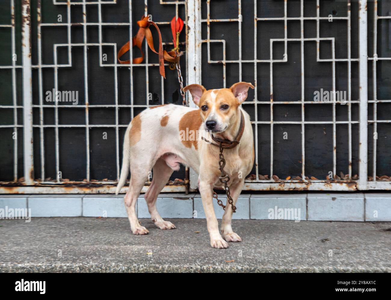 Scruffy dog on a chain in a outdoor setting during daytime Stock Photo ...