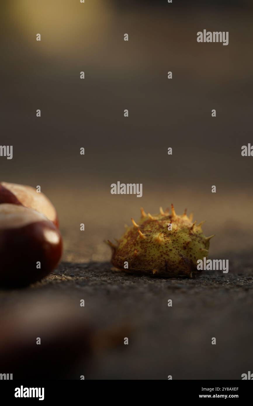 Aesculus hippocastanum, brown horse chestnuts, conker tree ripened ...