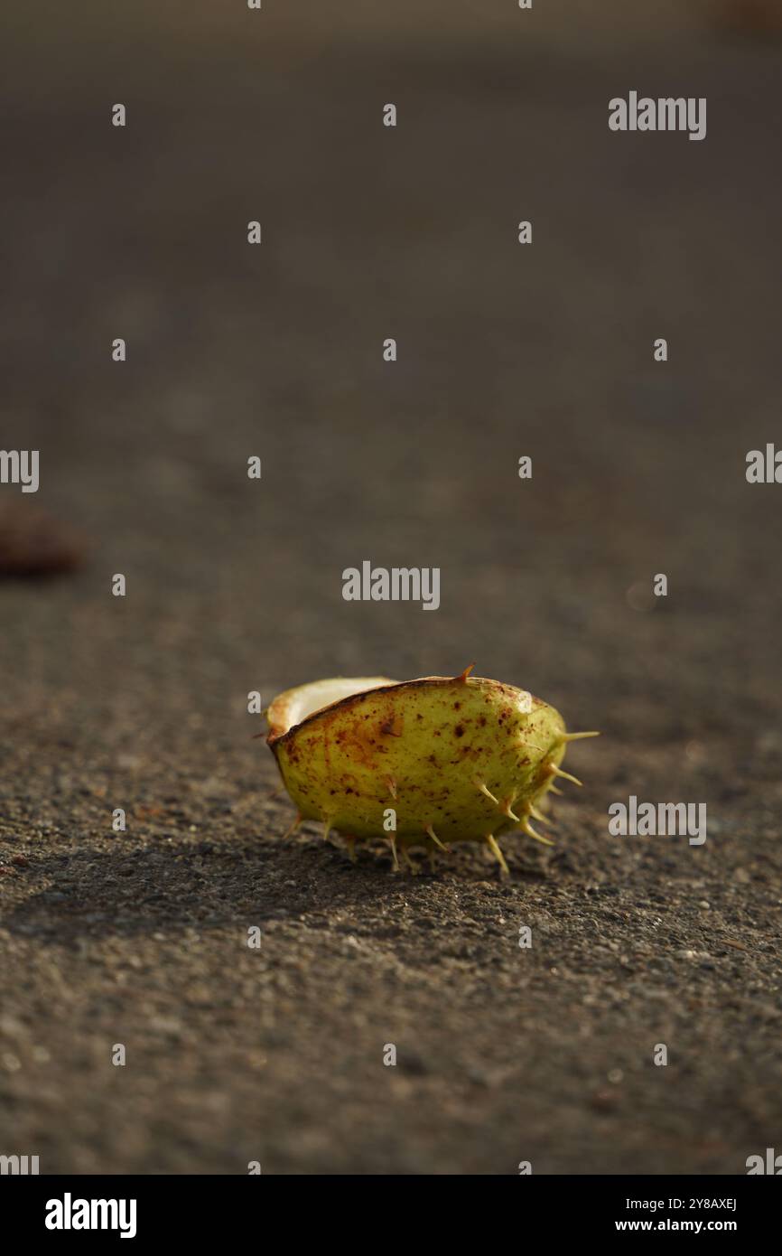 Parts of the broken prickly shell lying around. Chestnut shell on the ...