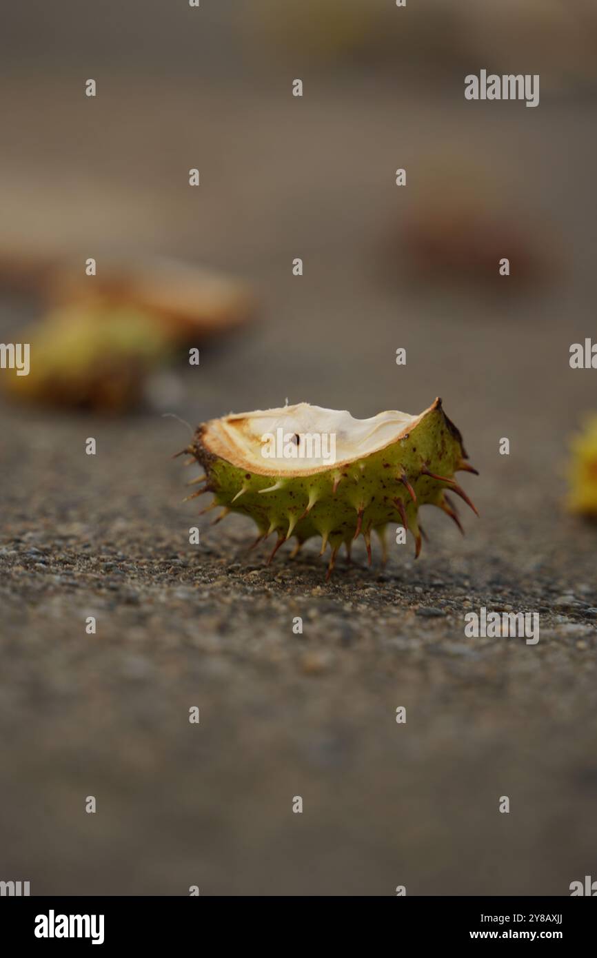 Parts of the broken prickly shell lying around. Chestnut shell on the ...