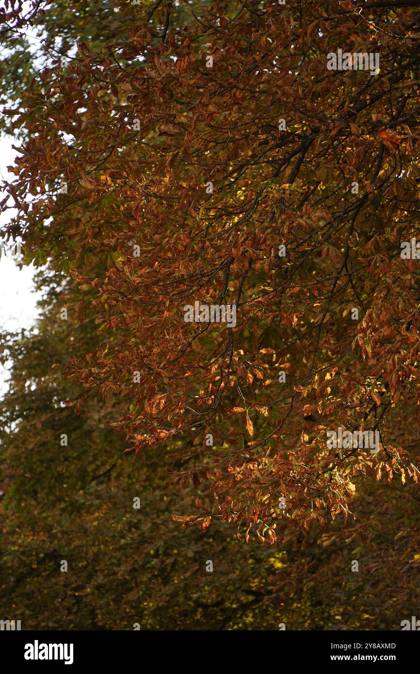 Fall trees changing color leaves. Upward view of a chestnut tree with ...