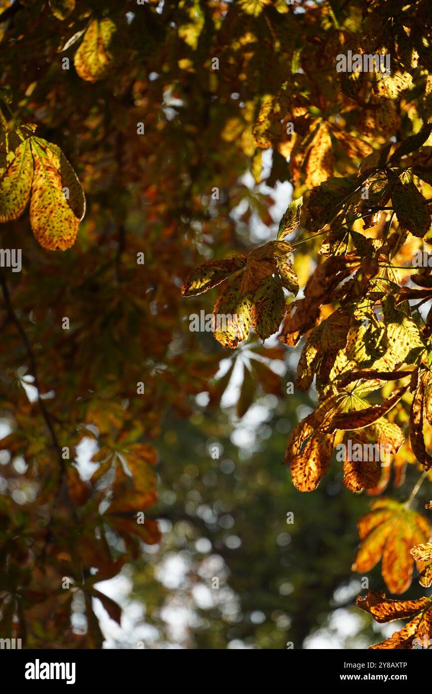 Fall trees changing color leaves. Upward view of a chestnut tree with ...