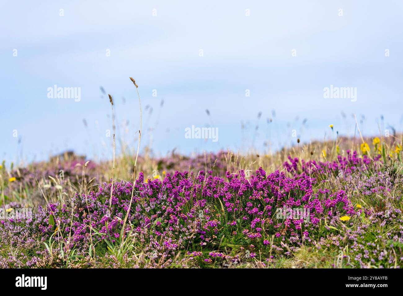 Wildflower display on coastal slopes of Anglesea Wales Stock Photo - Alamy