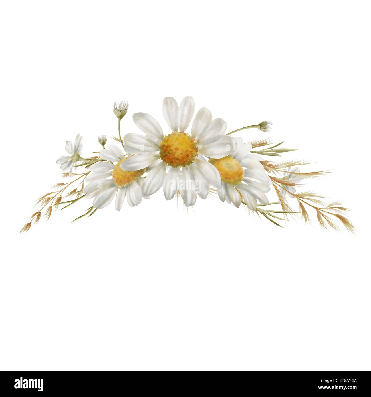 White daisies flowers buds, dried flowers in semicircular frame as a ...