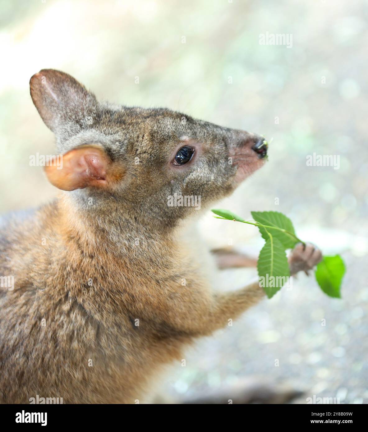 Sydney, Australia. 4th Oct, 2024. A red-necked pademelon is seen at the ...
