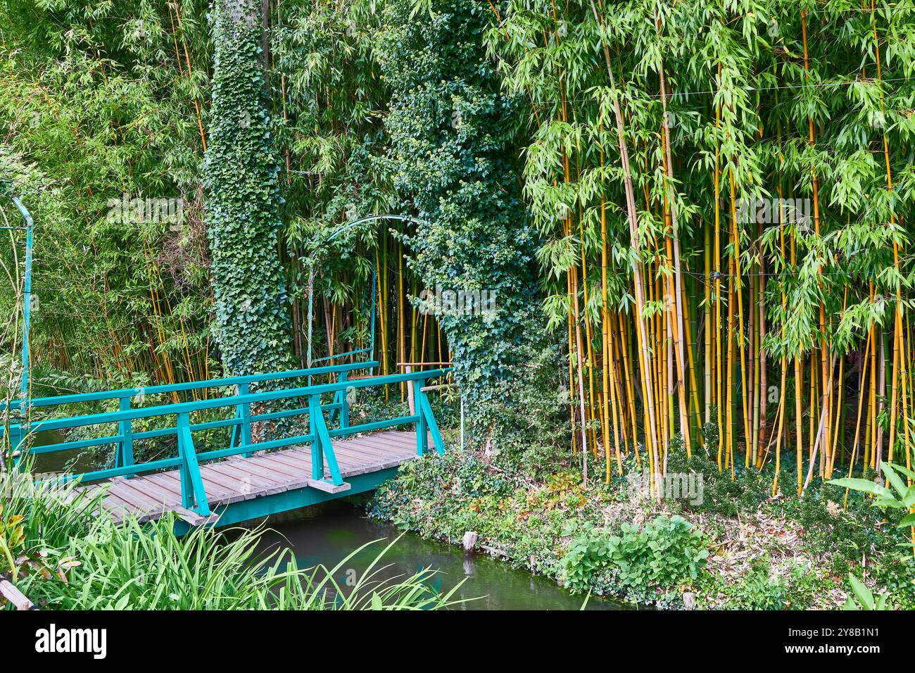 Picturesque Bamboo Grove with Wooden Bridge Over a Tranquil Stream in ...