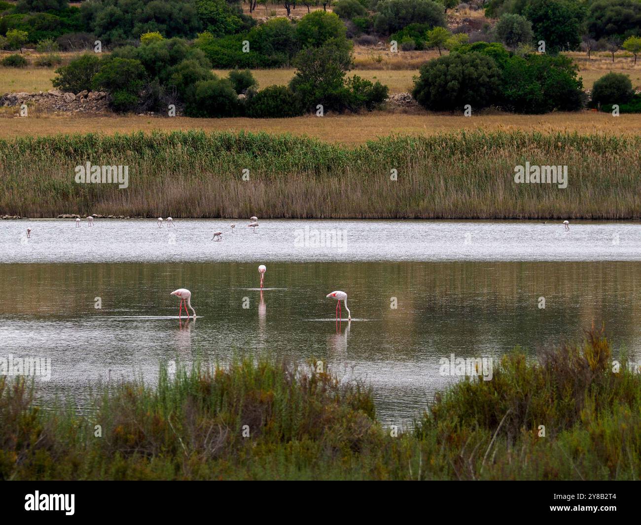 Wild flamingos in swamp in sicily Vendicari Oasis Stock Photo - Alamy