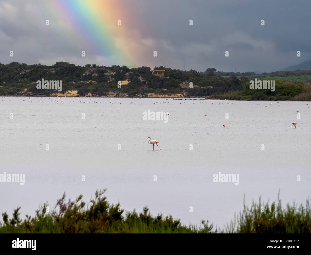 Wild flamingos in swamp in sicily Vendicari Oasis, with a rainbow ...