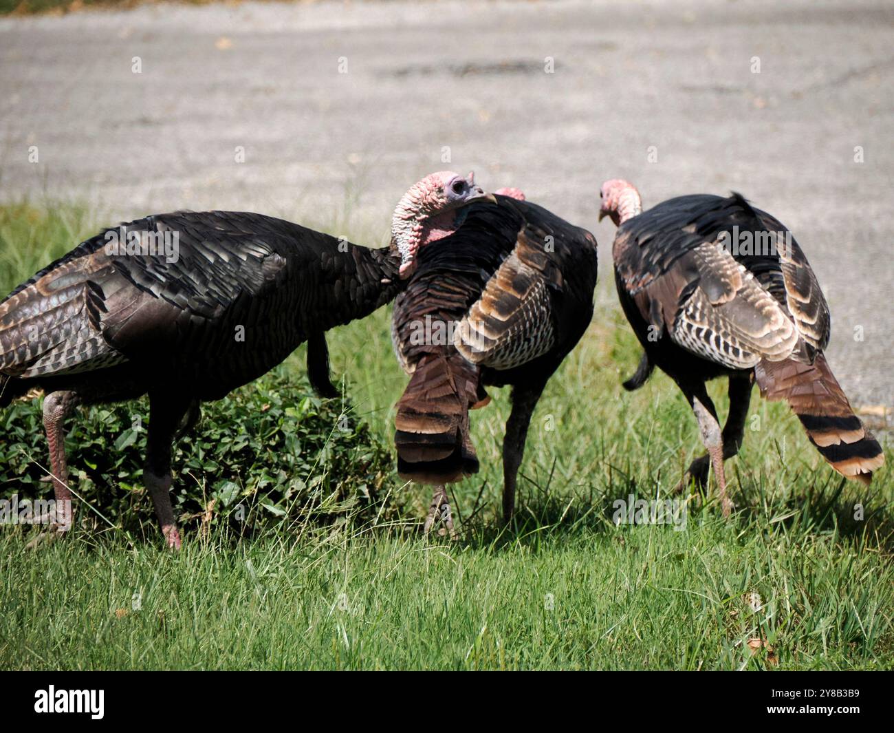 A turkey crossing the road in america Stock Photo - Alamy
