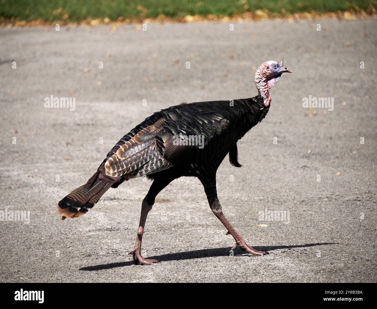A turkey crossing the road in america Stock Photo - Alamy