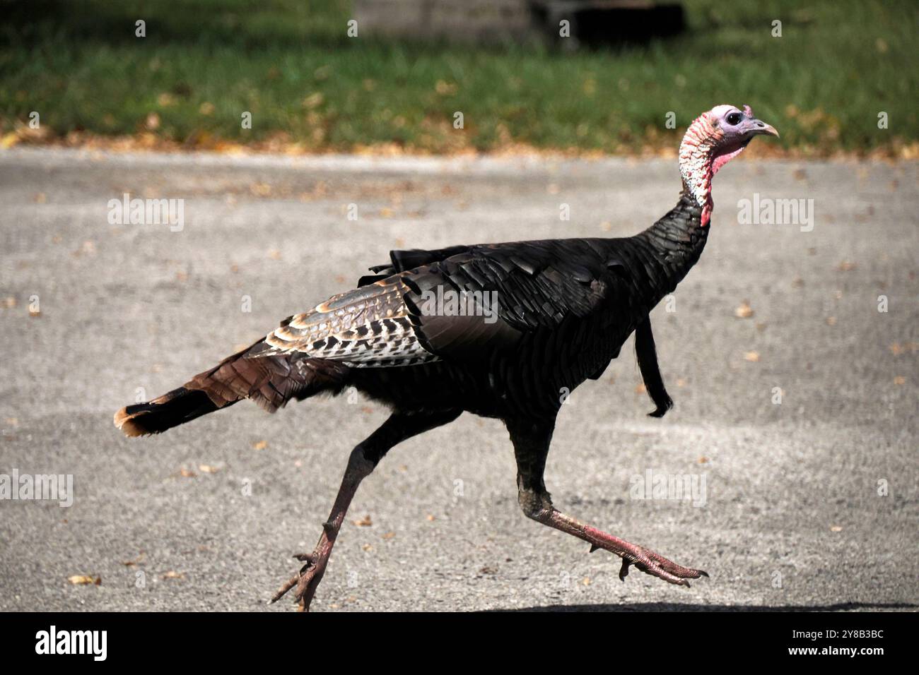 A turkey crossing the road in america Stock Photo - Alamy