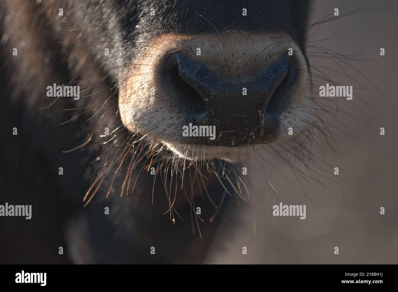 Closeup of a dark brown Cypriot cattle breed showing its wet nose and ...