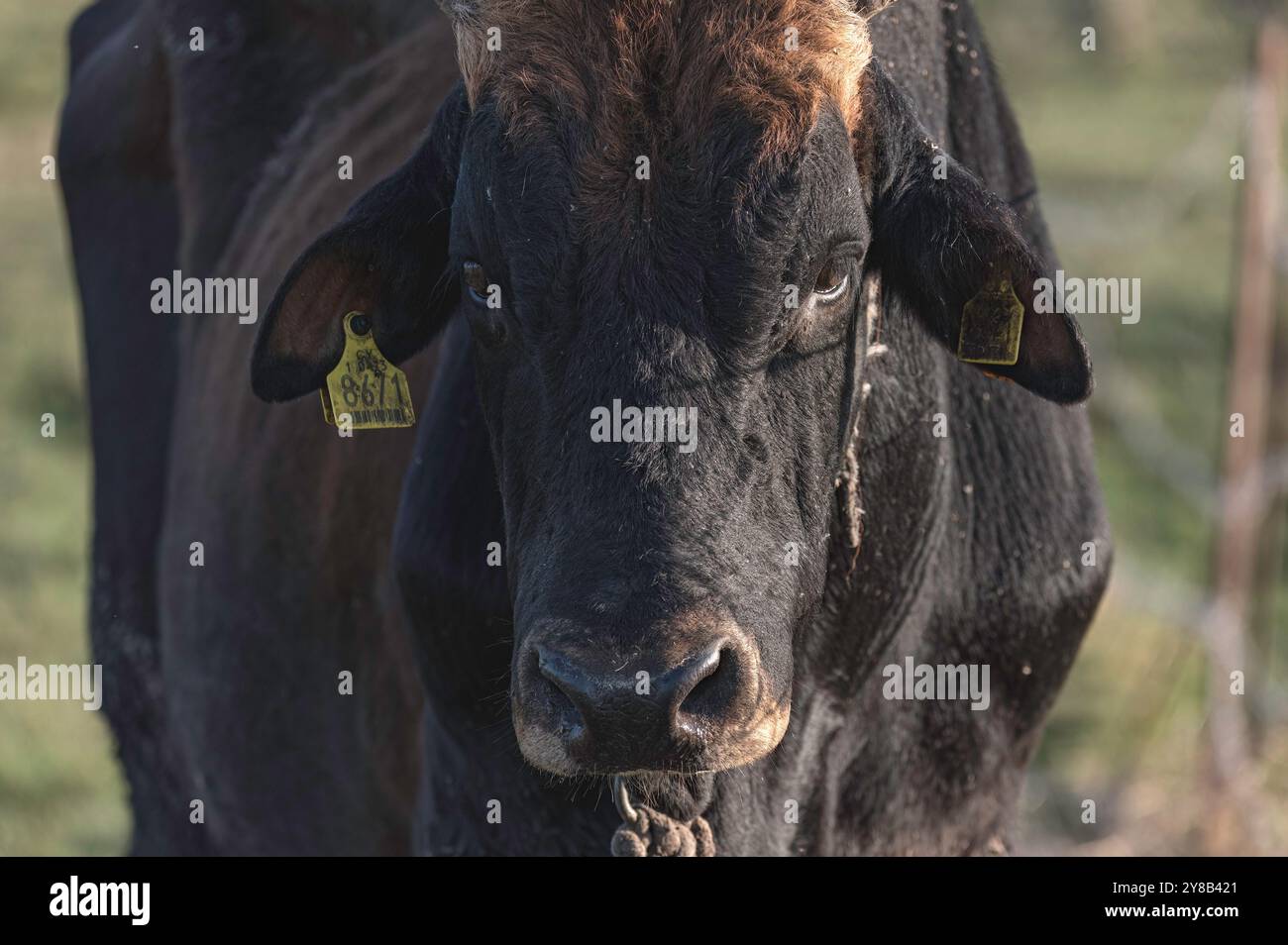 Authentic Cypriot cattle breed with ear tag standing on a farm ...