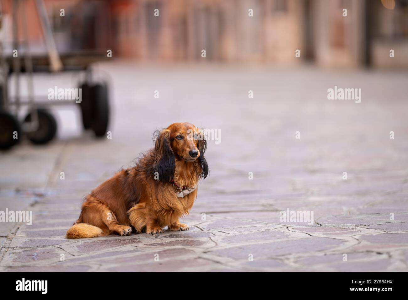 Red Long-haired Dachshund dog portrait. Portrait of long-haired ...