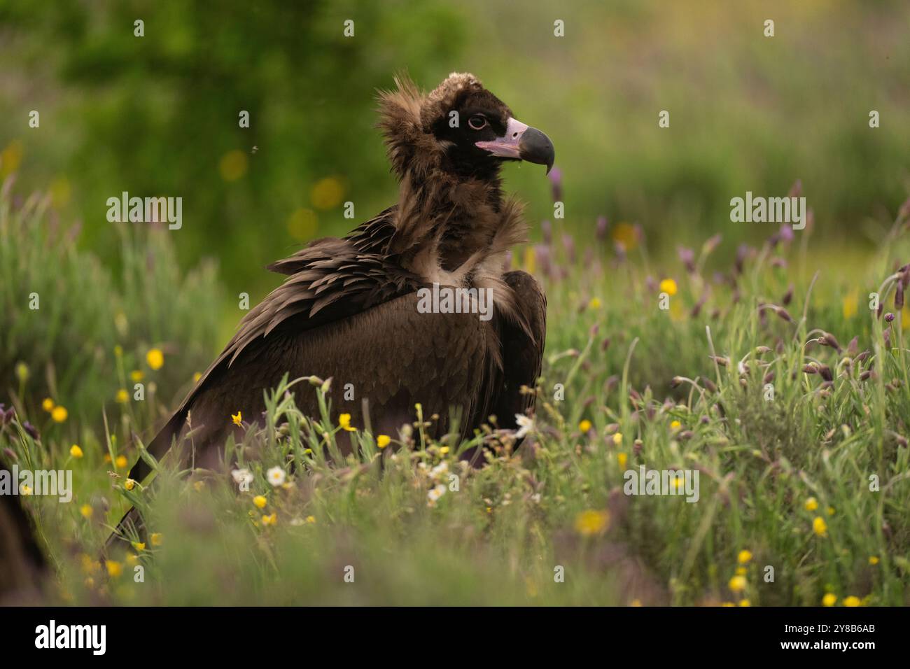 Black vulture (Aegypius monachus). Cinereous vulture (Aegypius monachus ...