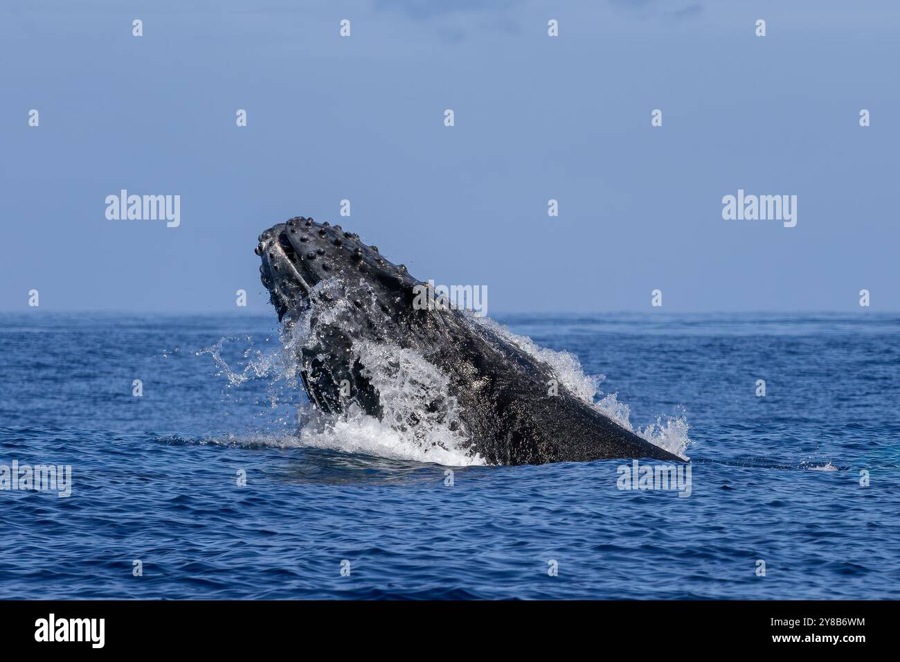 Humpback Whale - Megaptera novaeangliae, iconice large sea mammal from ...