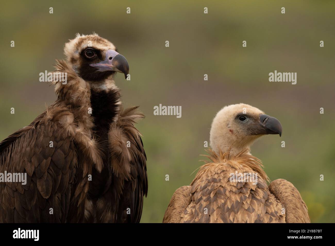 Gray vulture (Aegypius monachus) on the left and Goshawk (Gyps fulvus ...