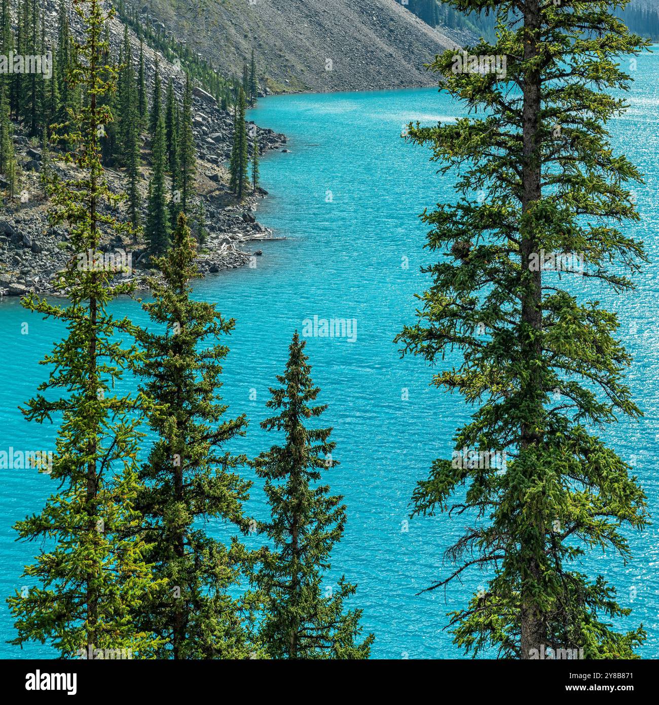 Pine trees by Moraine Lake, Banff national park, Alberta, Canada Stock ...