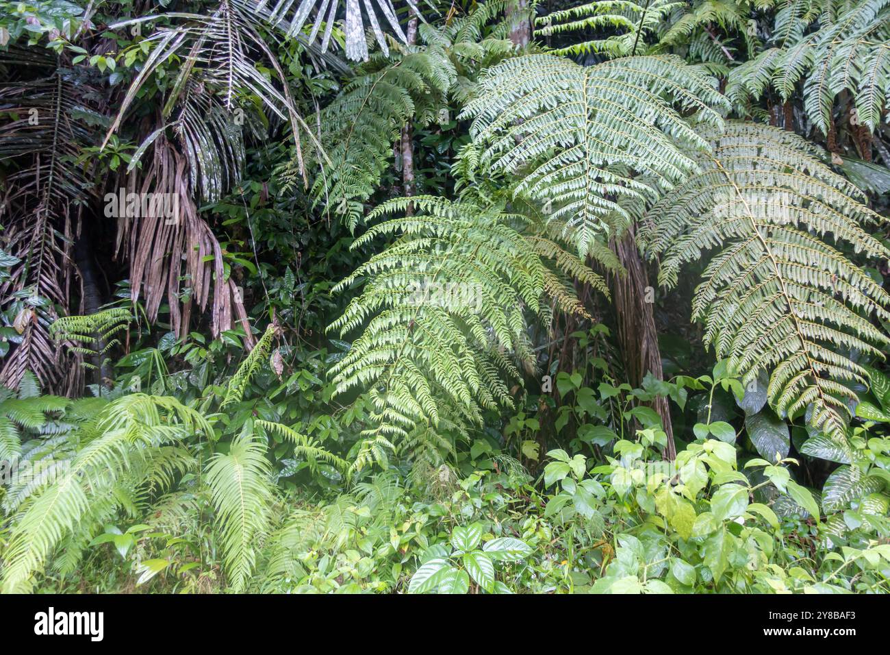 Cyateaceae, Cyatheaceae, ferns in the order Cyatheales , scaled tree ...