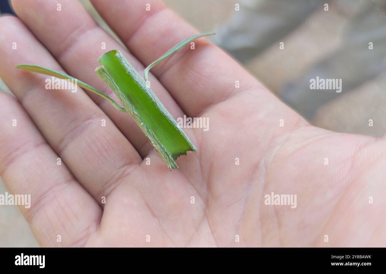 Shield budding shield grafting hi-res stock photography and images - Alamy