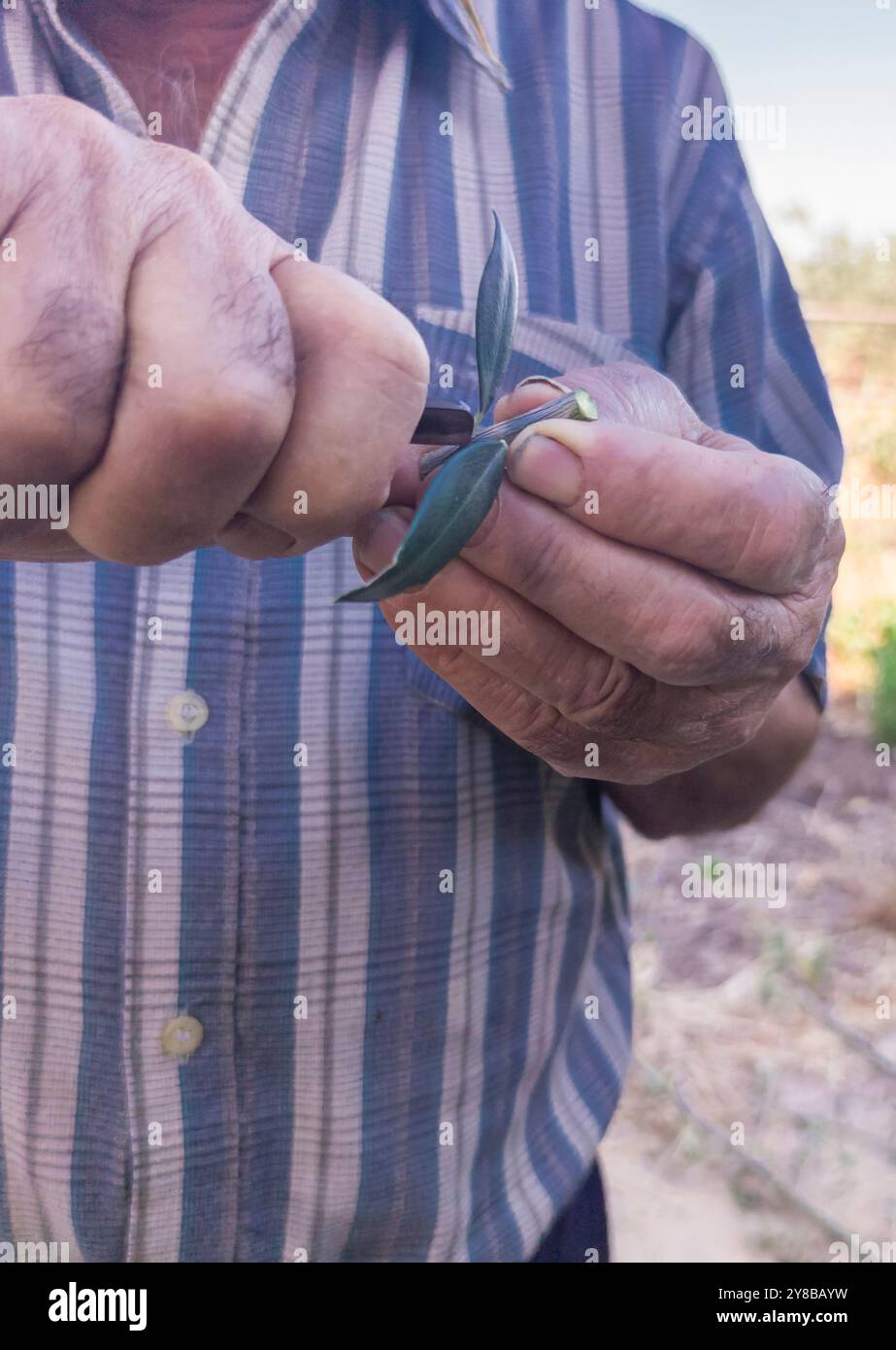 Grafting olive tree hi-res stock photography and images - Alamy