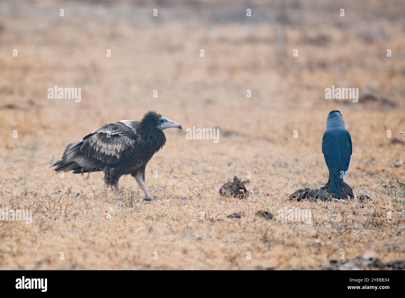 Juvenile Egyptian vulture (Neophron percnopterus), also called the ...