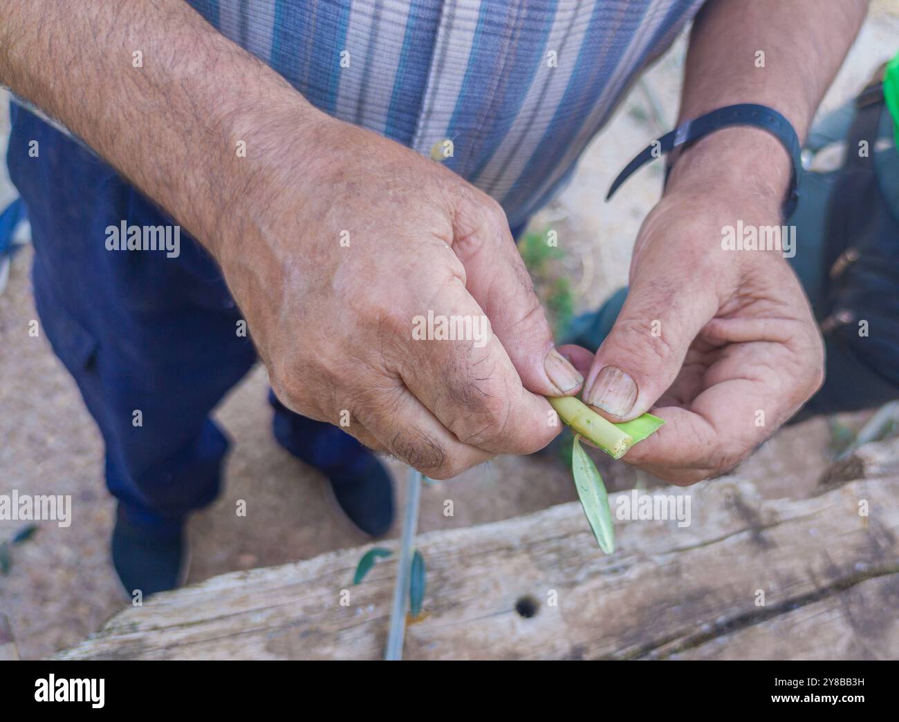 Olive tree bud grafting. Worker separating the bark from the trunk ...