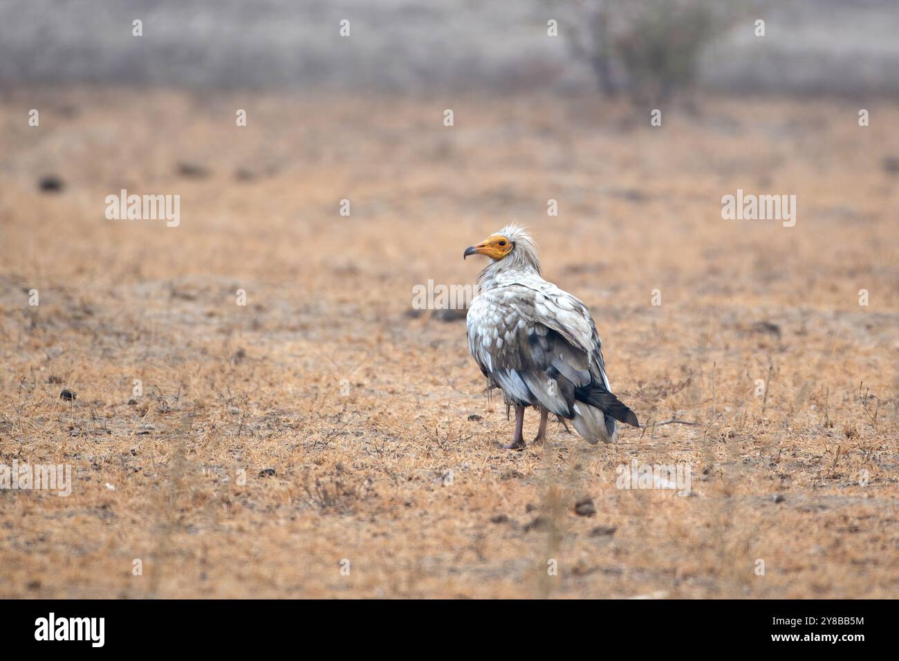 Egyptian vulture (Neophron percnopterus), also called the white ...