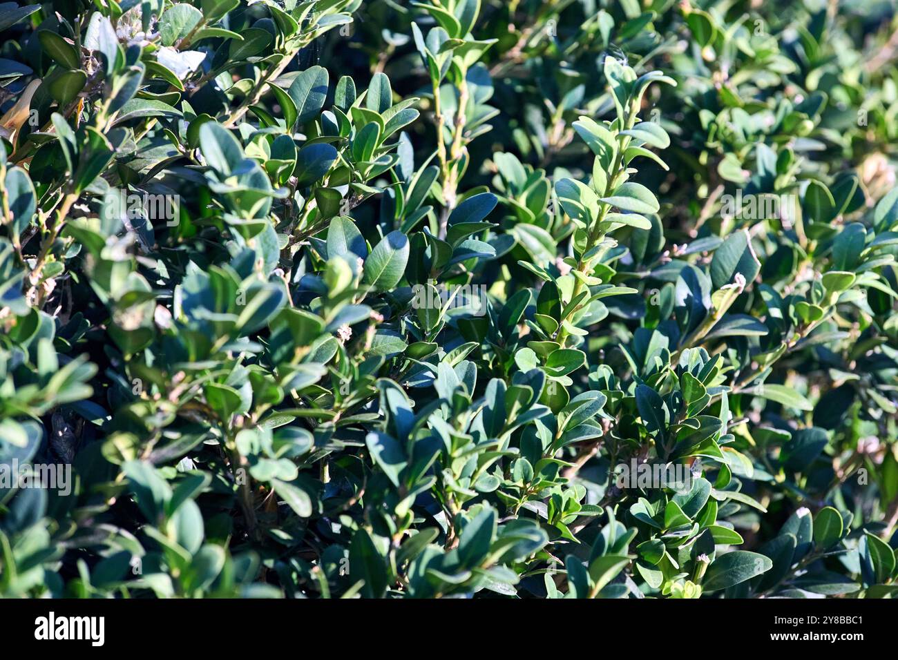 Buxus sempervirens, common box, European box, or boxwood, flowering ...