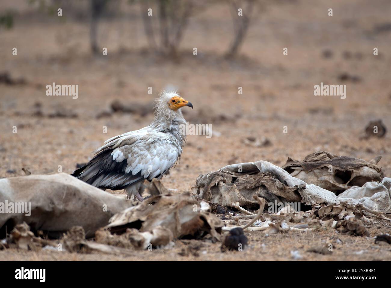 Egyptian vulture (Neophron percnopterus), also called the white ...