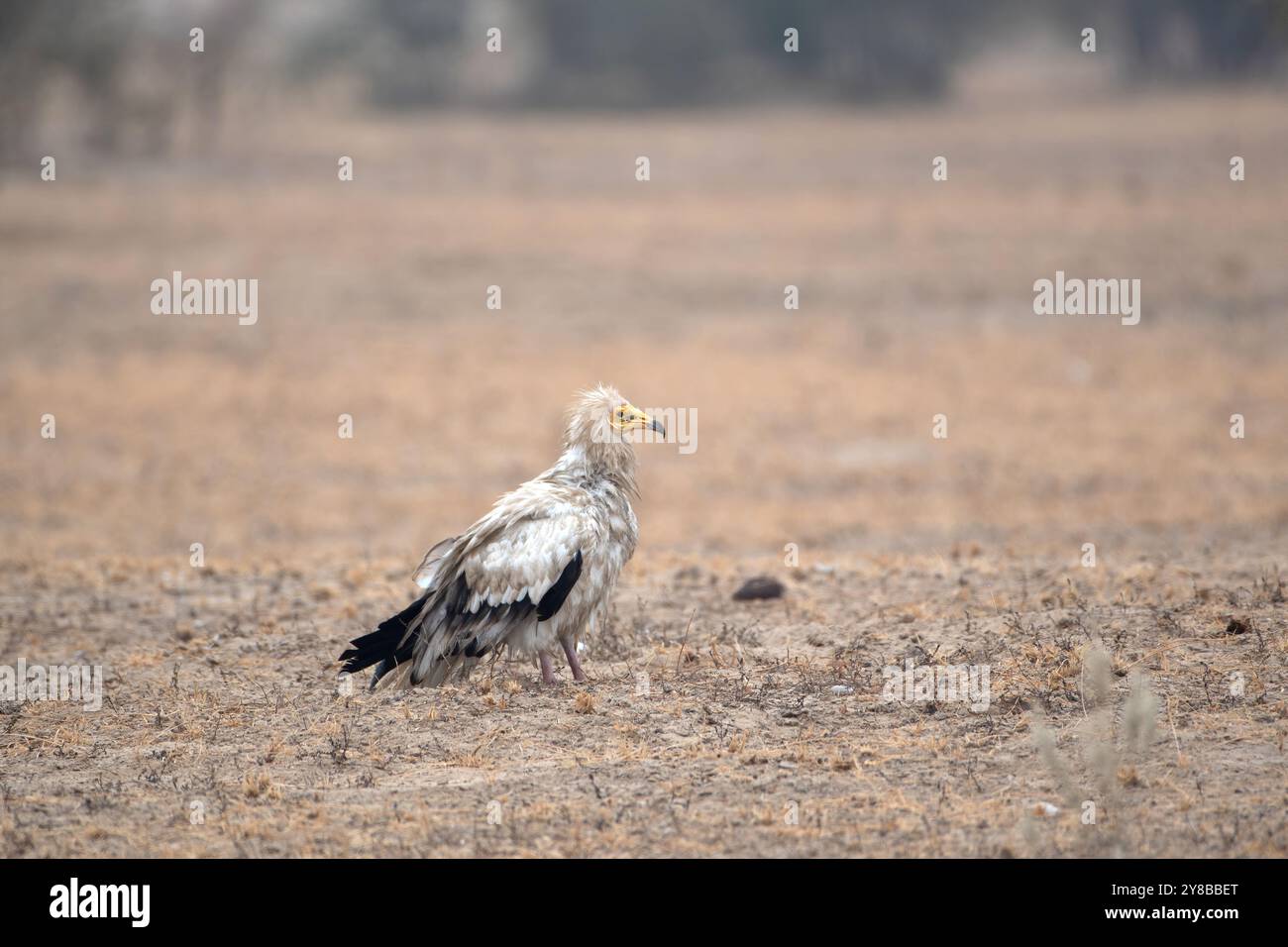 Egyptian vulture (Neophron percnopterus), also called the white ...