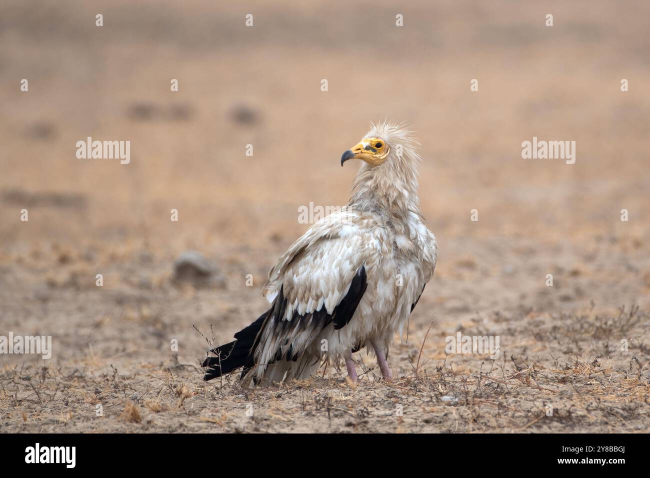Egyptian vulture (Neophron percnopterus), also called the white ...