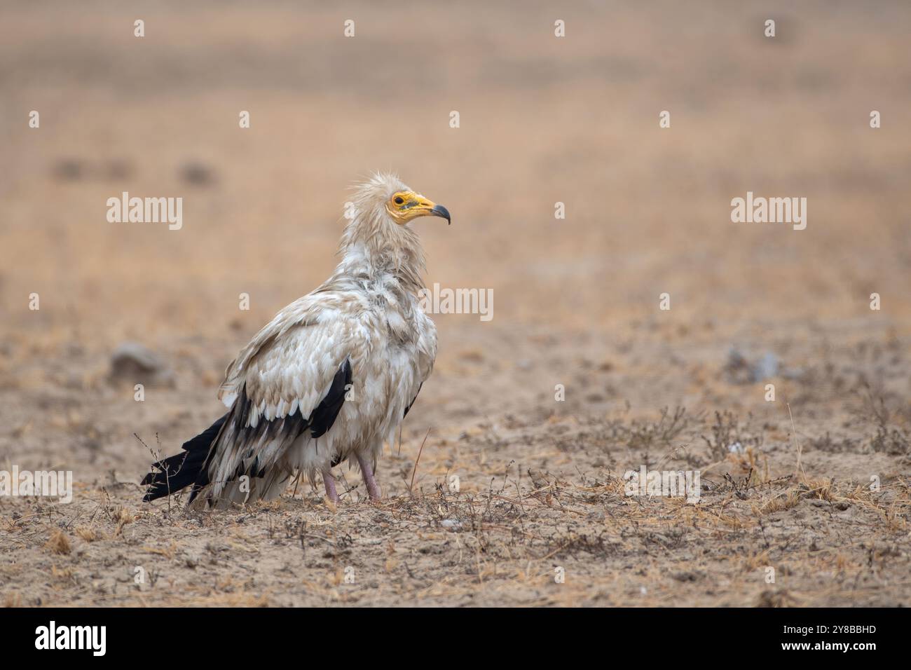 Egyptian vulture (Neophron percnopterus), also called the white ...