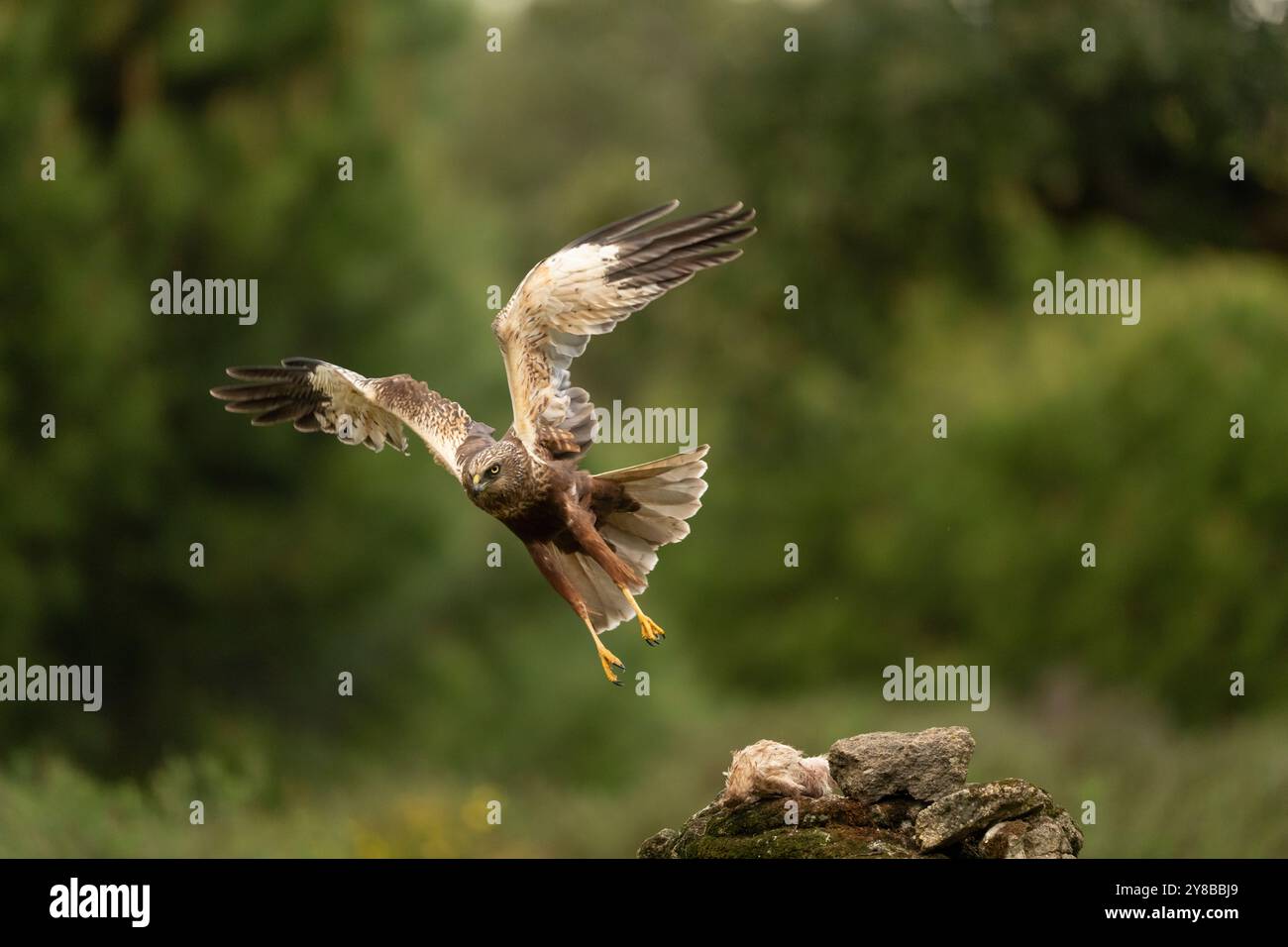 273423416 hi-res stock photography and images - Alamy