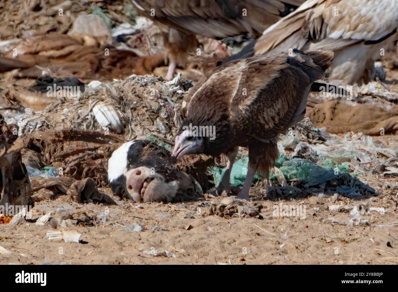 Egyptian vulture (Neophron percnopterus), also called the white ...