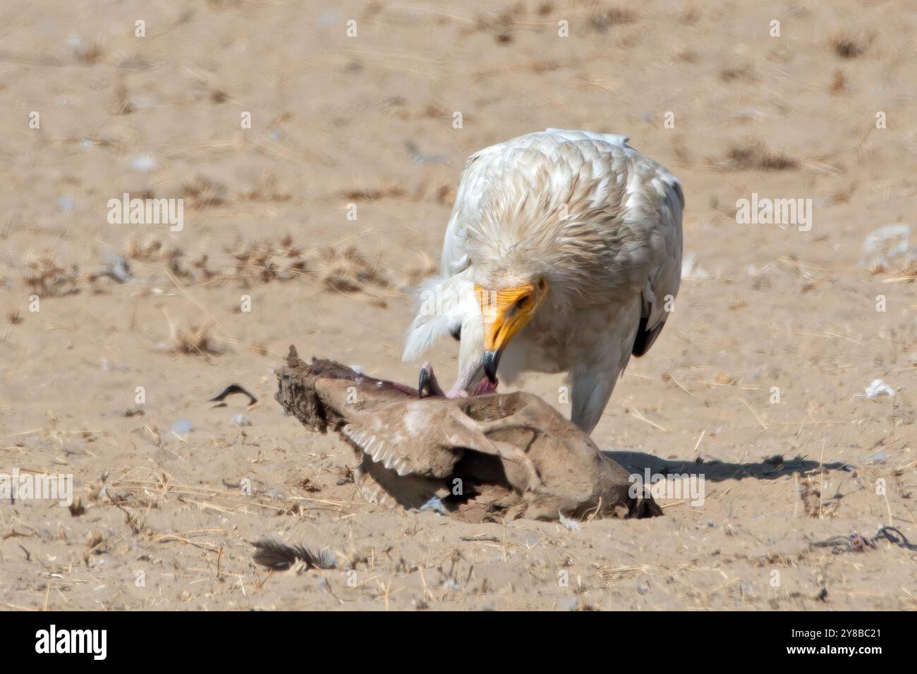Egyptian vulture (Neophron percnopterus), also called the white ...