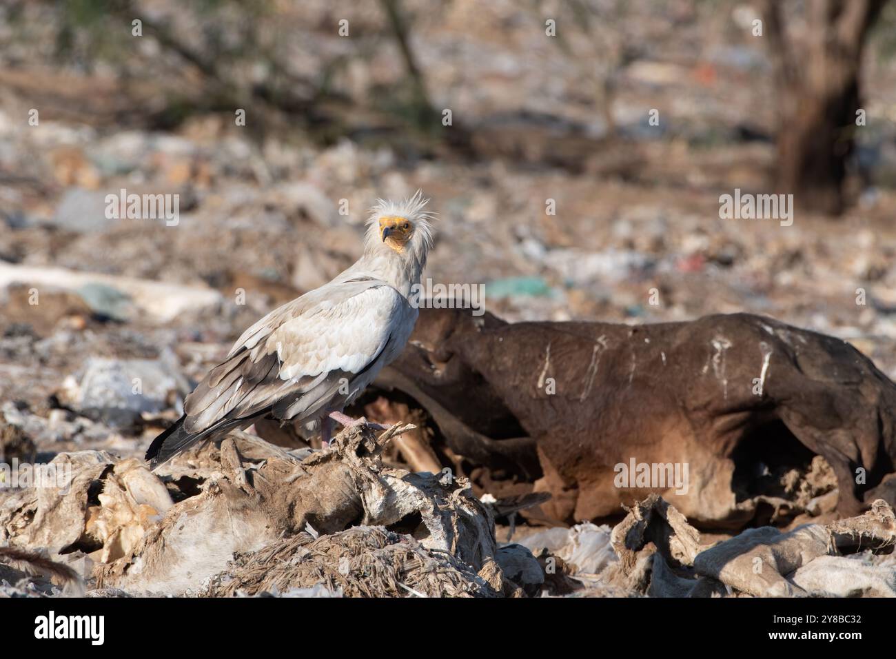 Egyptian vulture (Neophron percnopterus), also called the white ...