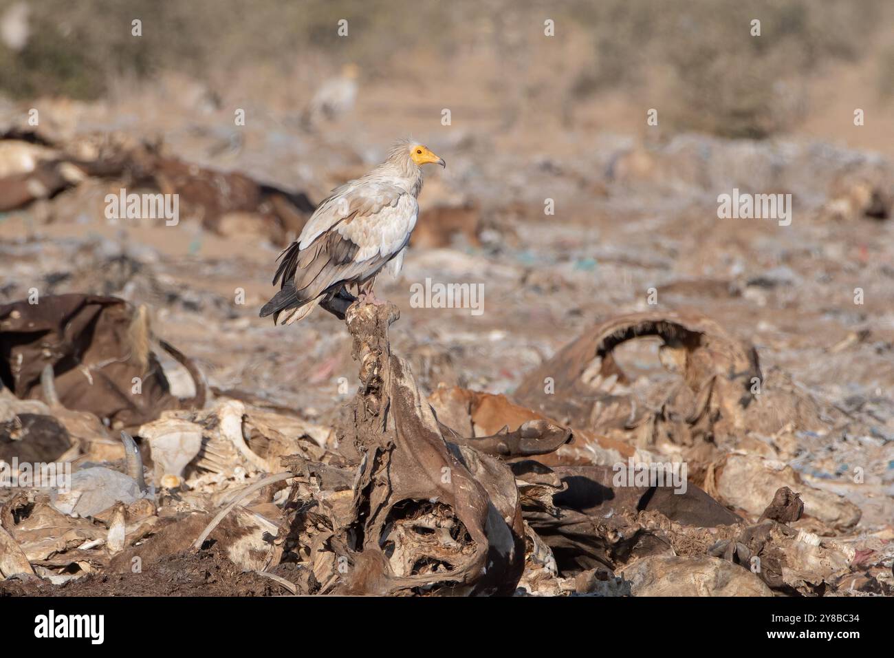 Egyptian vulture (Neophron percnopterus), also called the white ...
