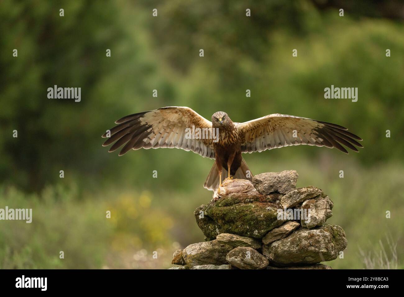 273423414 hi-res stock photography and images - Alamy