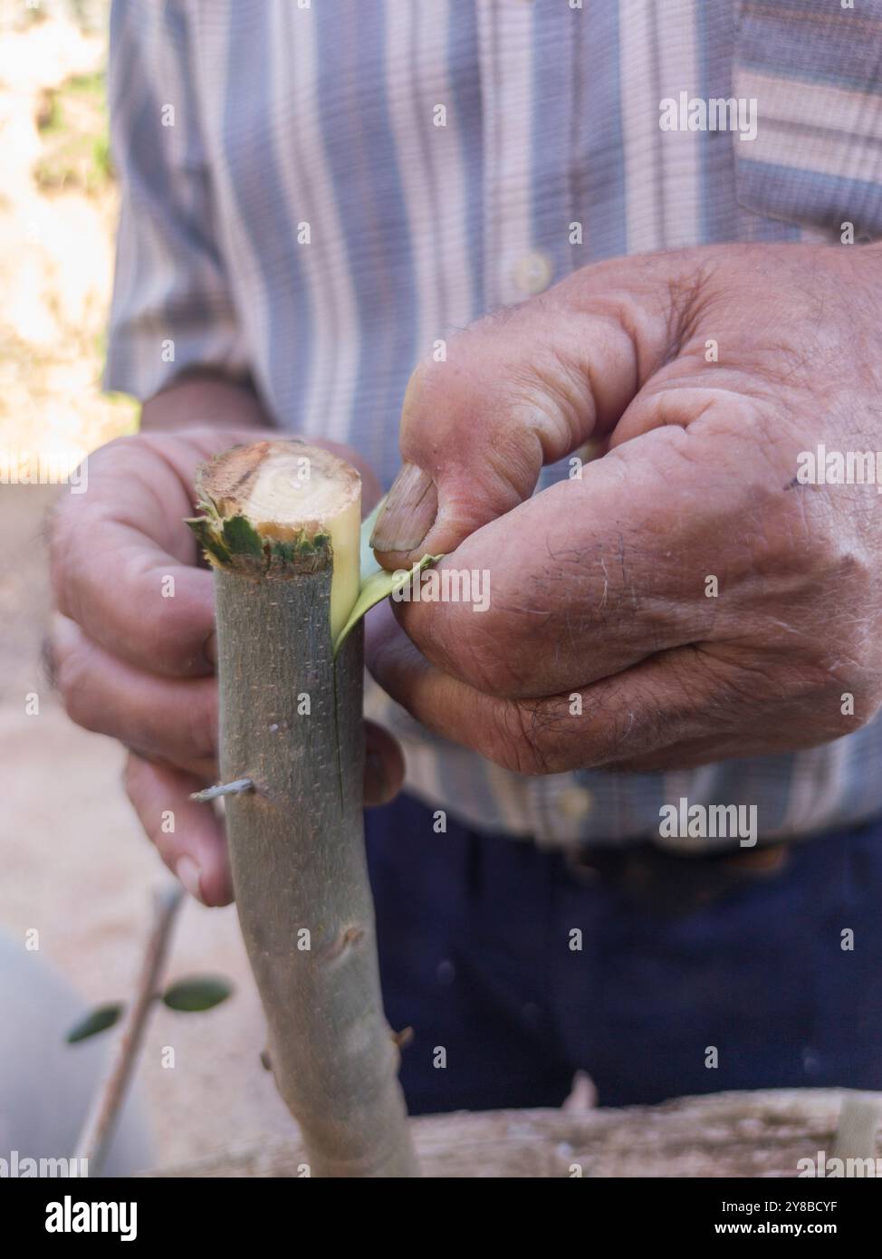 Olive tree bud grafting. Worker separating the bark from rootstock ...