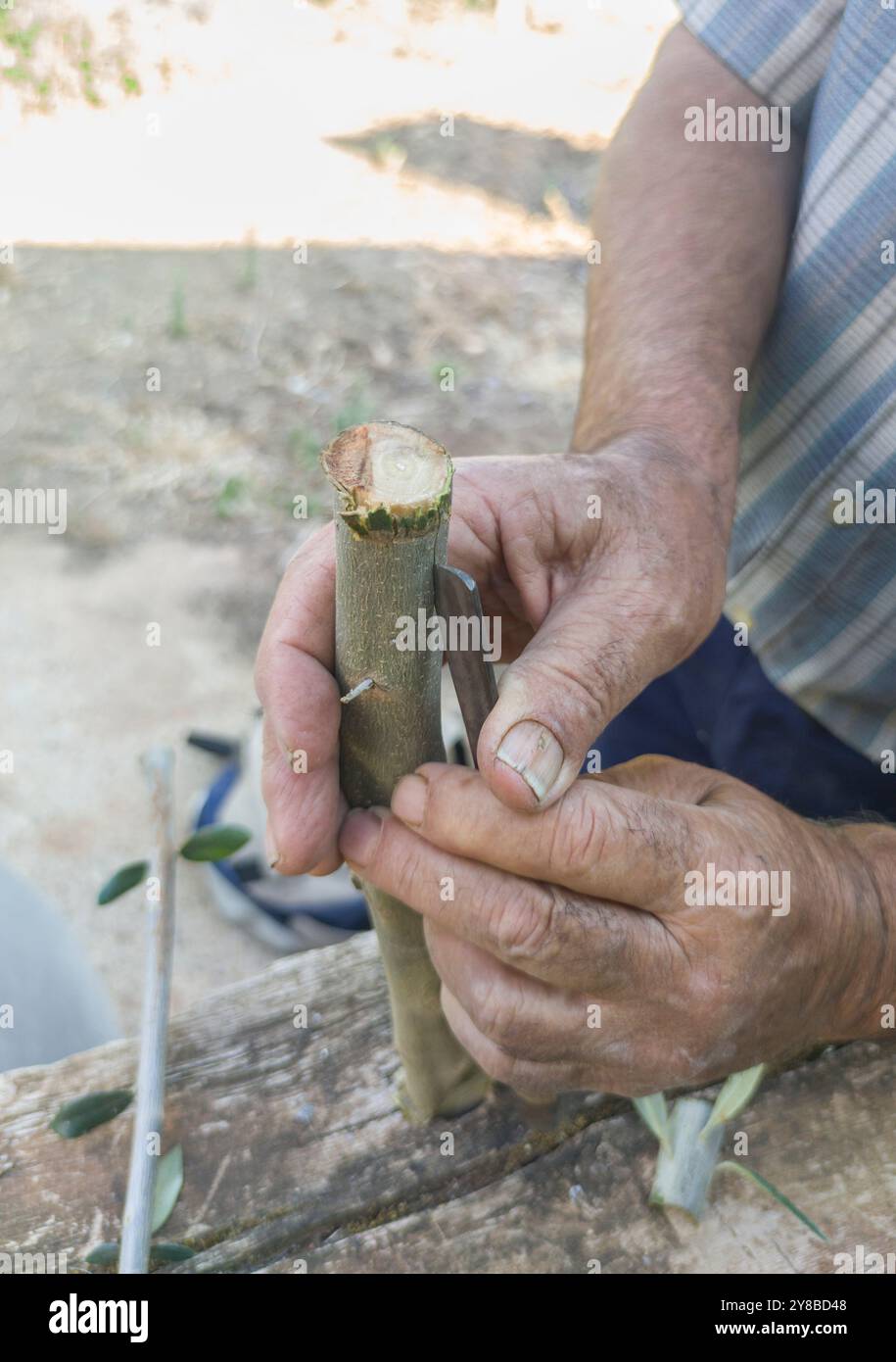 Olive tree bud grafting. Worker cutting the rootstock bark Stock Photo ...