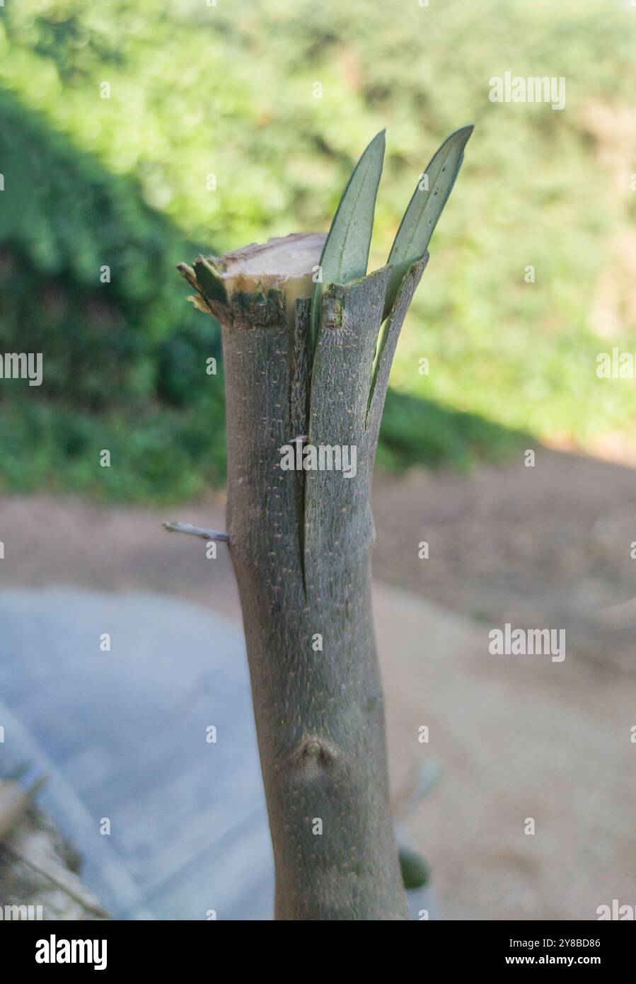 Olive tree bud grafting. Scion inserted in rootstock in order to growth ...