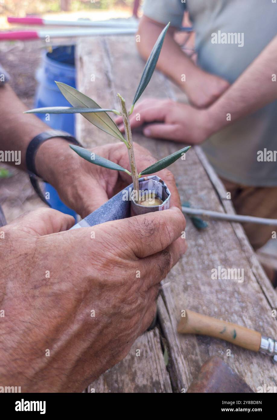 Olive tree cleft grafting. Rootstock top rolled with paper Stock Photo ...