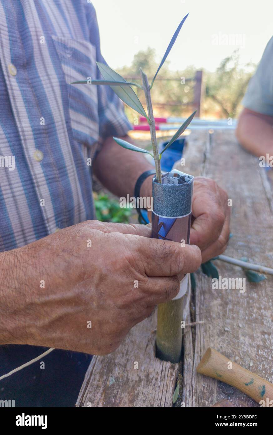Olive tree cleft grafting. Worker tying the covering paper to the ...