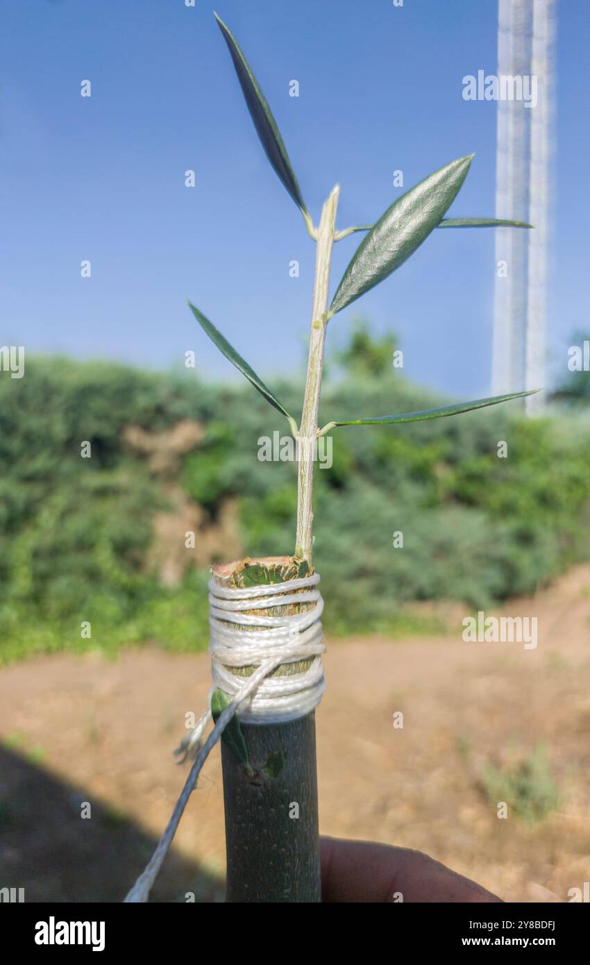 Olive tree cleft grafting. Scion inserted and tied to rootstock Stock ...