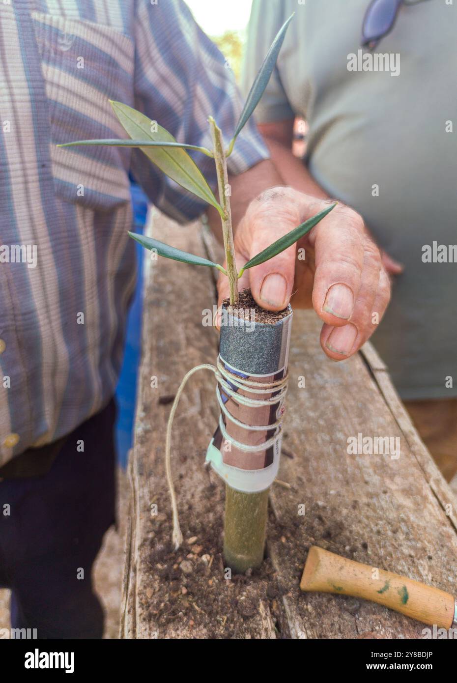 Olive tree cleft grafting. Top rootstock sealed with earth Stock Photo ...