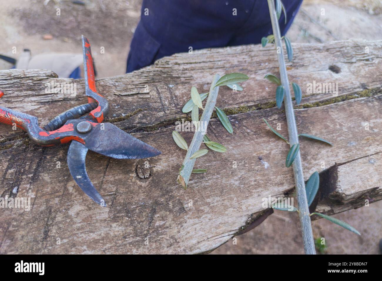 Olive tree cleft grafting. Specialized tools Stock Photo - Alamy